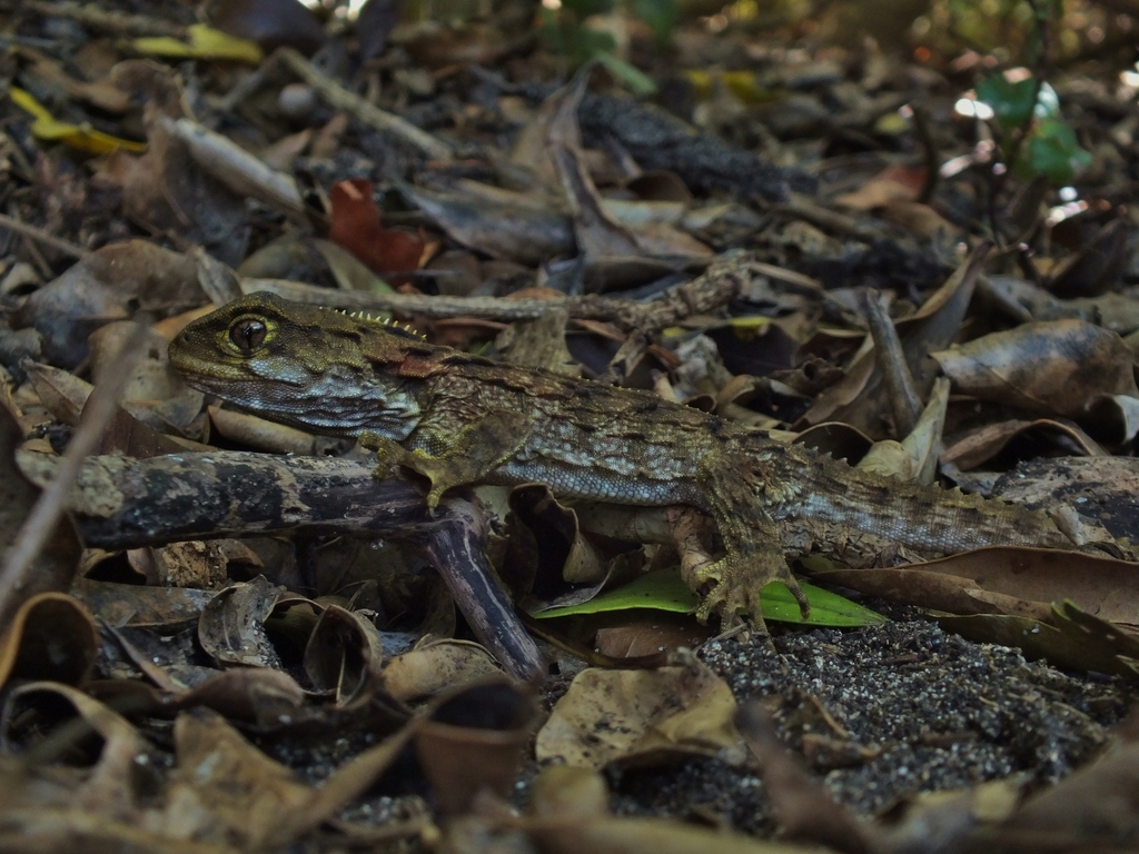 Tuatara in January 2015 by uncle_yowie · iNaturalist