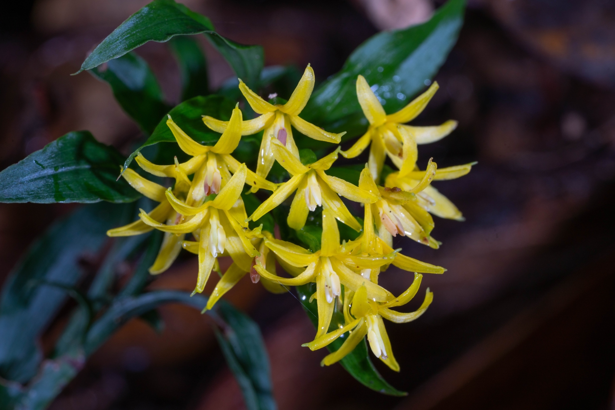 Apostasia shenzhenica Z.J.Liu & L.J.Chen