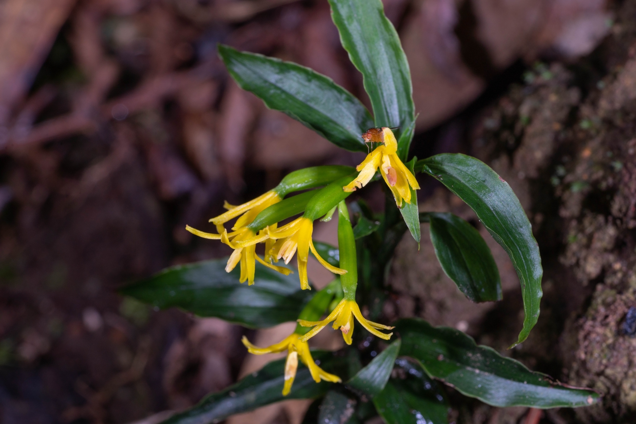 Apostasia shenzhenica Z.J.Liu & L.J.Chen