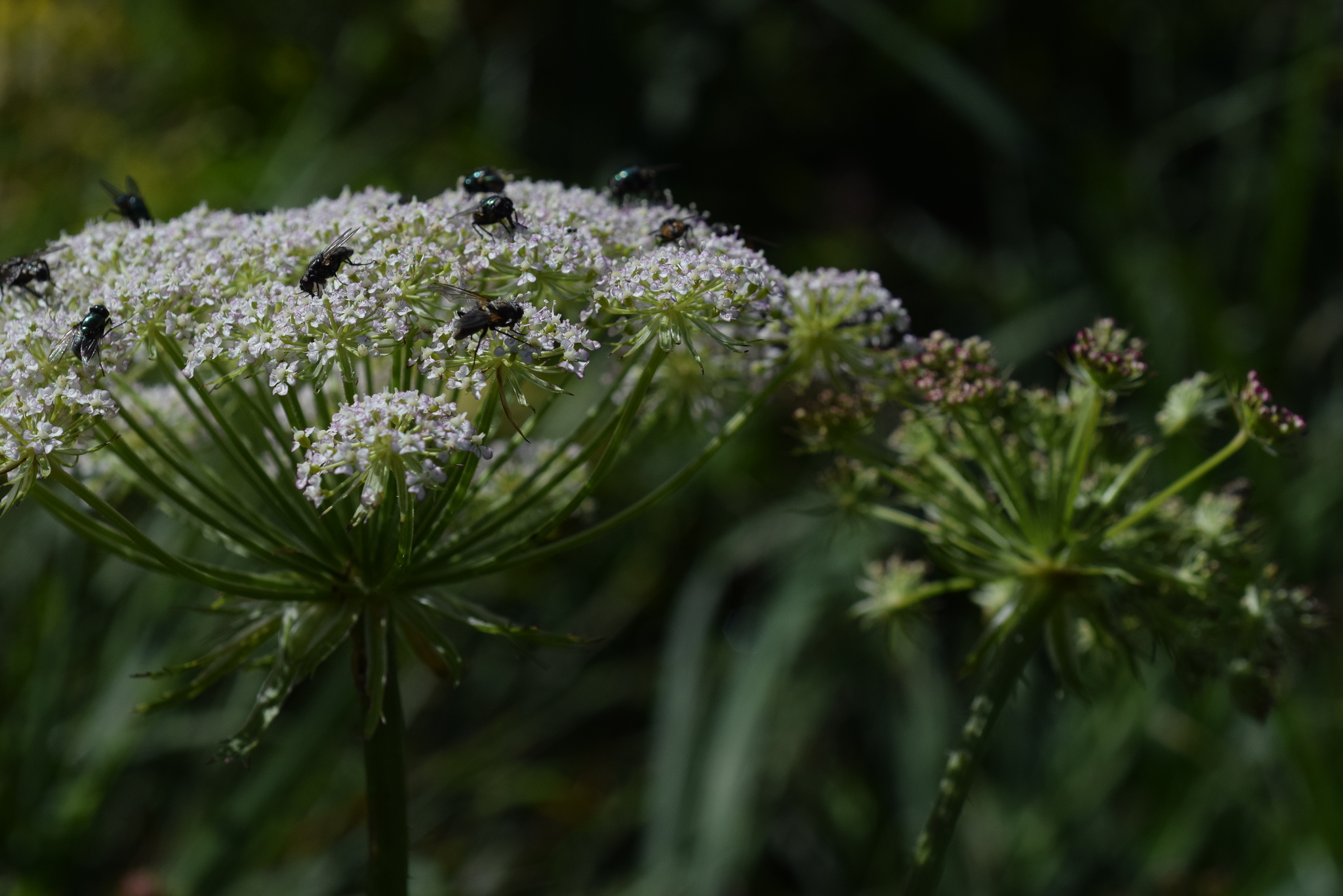 Laserpitium nitidum Zanted.