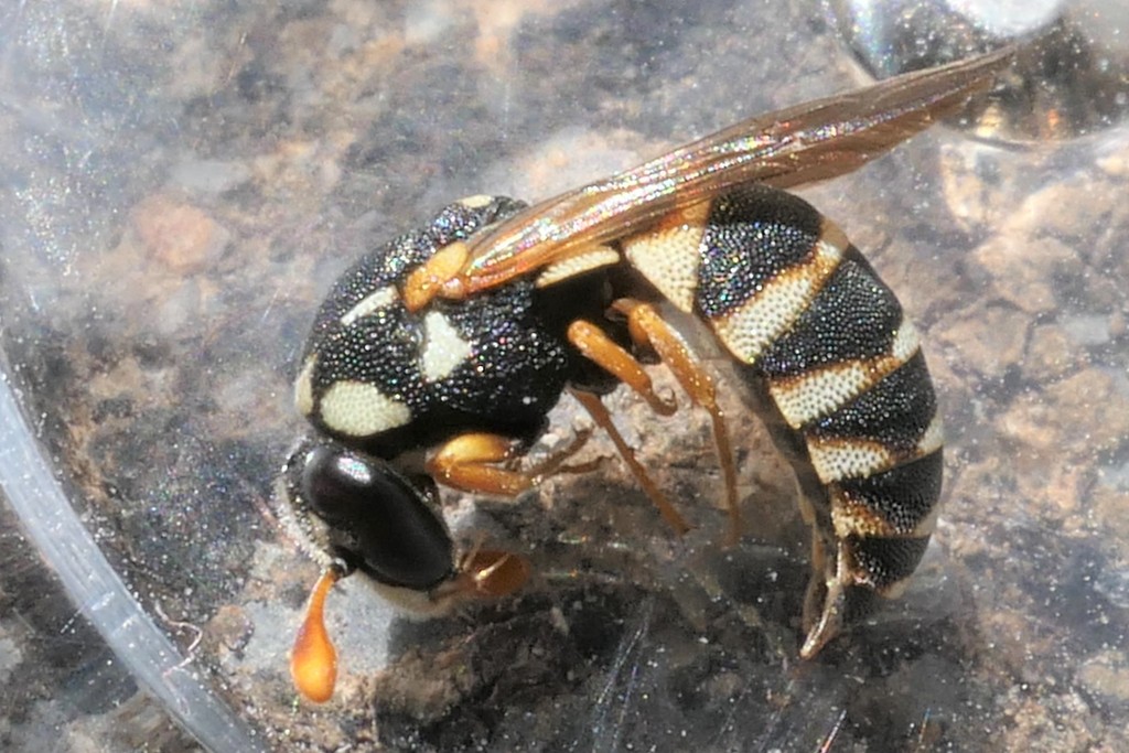 Celonites abbreviatus from Planitero 250 07, Greece on August 03, 2021 ...