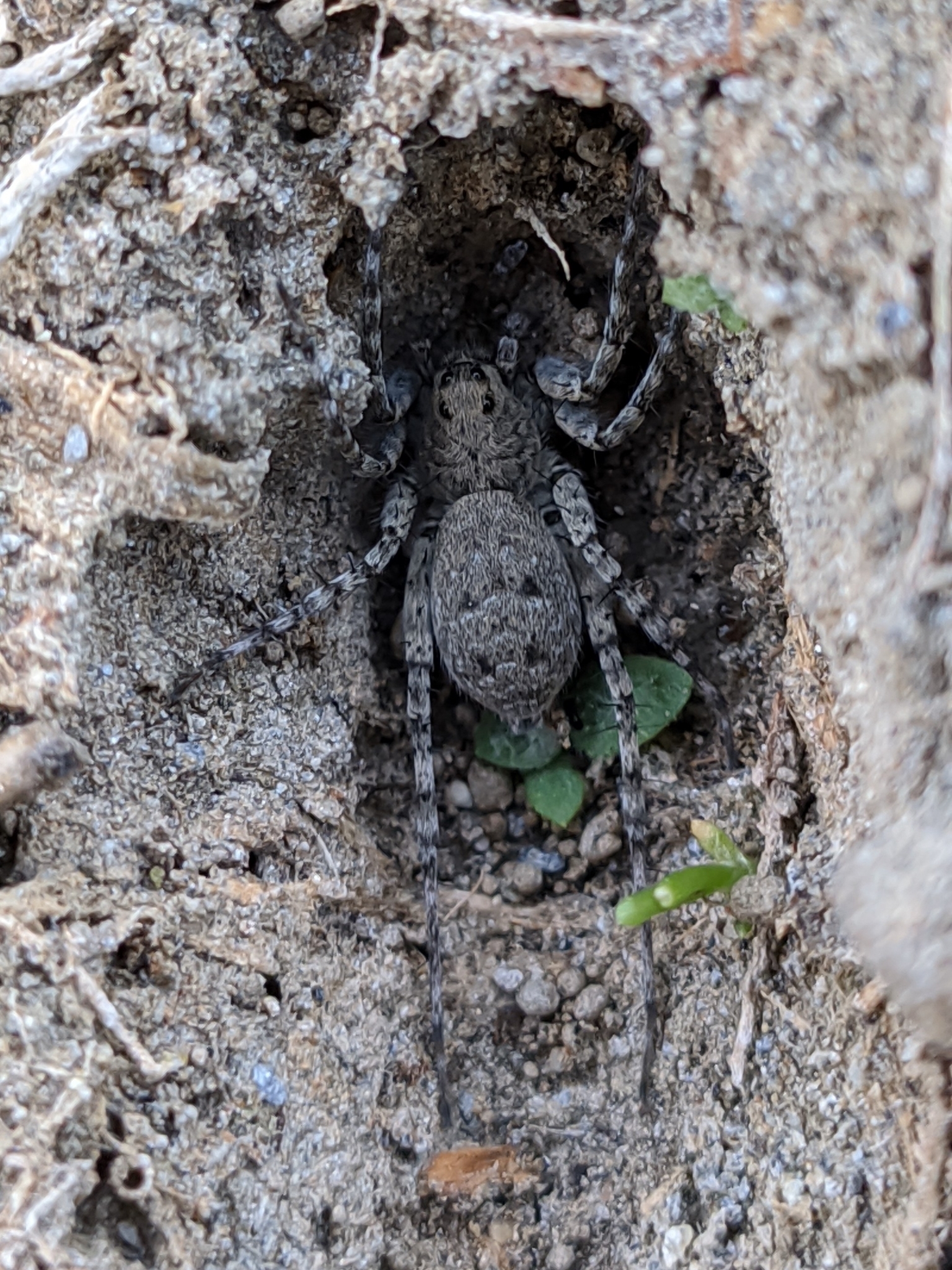 Wadicosa Zyuzin, 1985