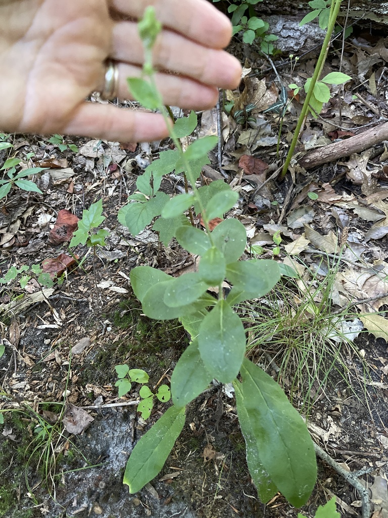 rough hawkweed from Sewell, Sewell, NJ, US on August 06, 2021 at 07:35 ...
