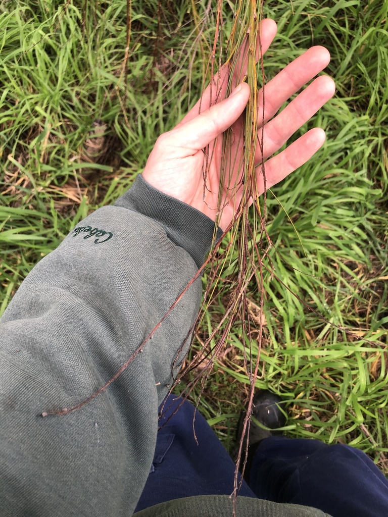 native broom from Nunnely Street, Macclesfield, SA, AU on July 19, 2021 ...