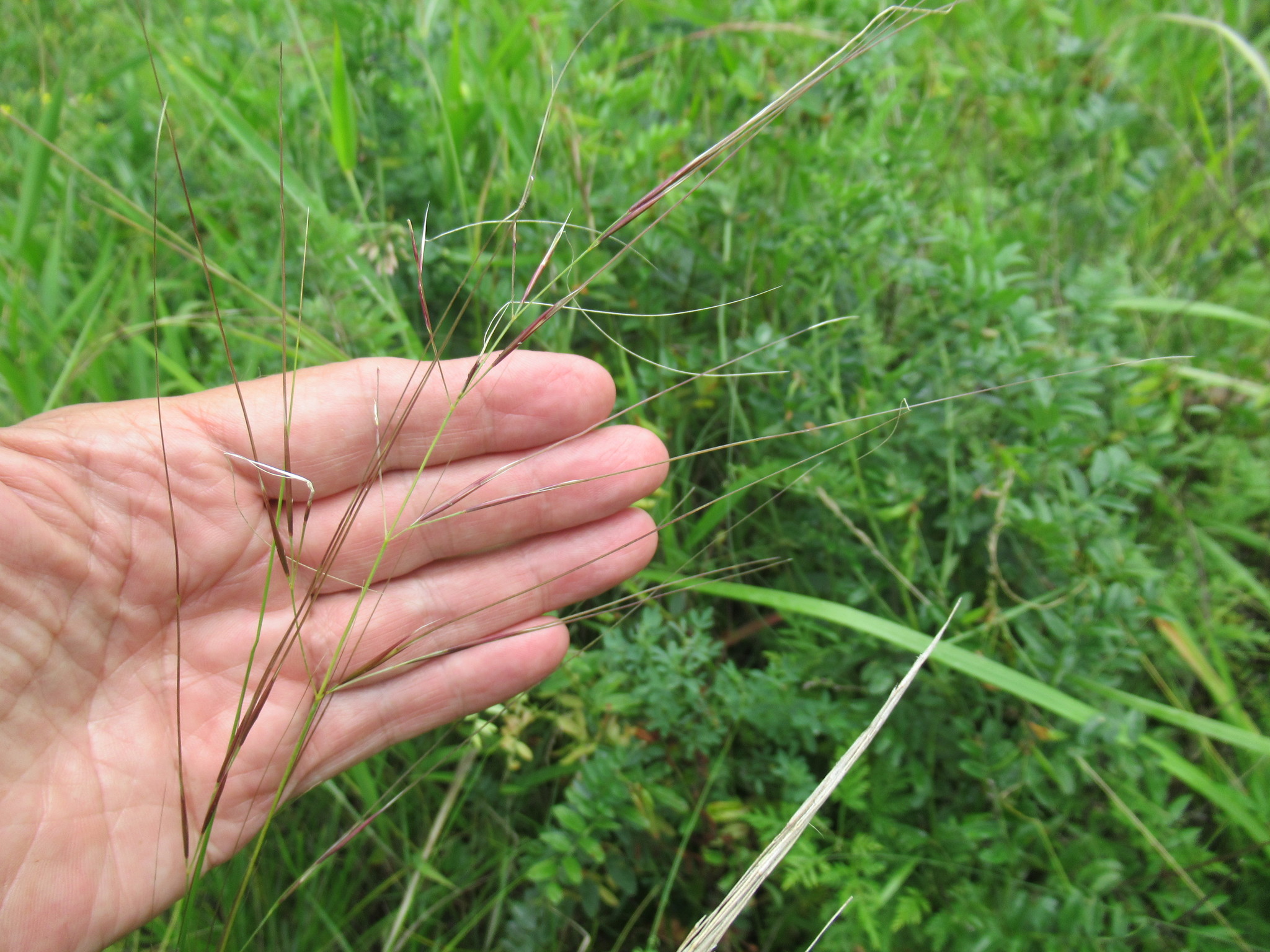 Stipa baicalensis Roshev.