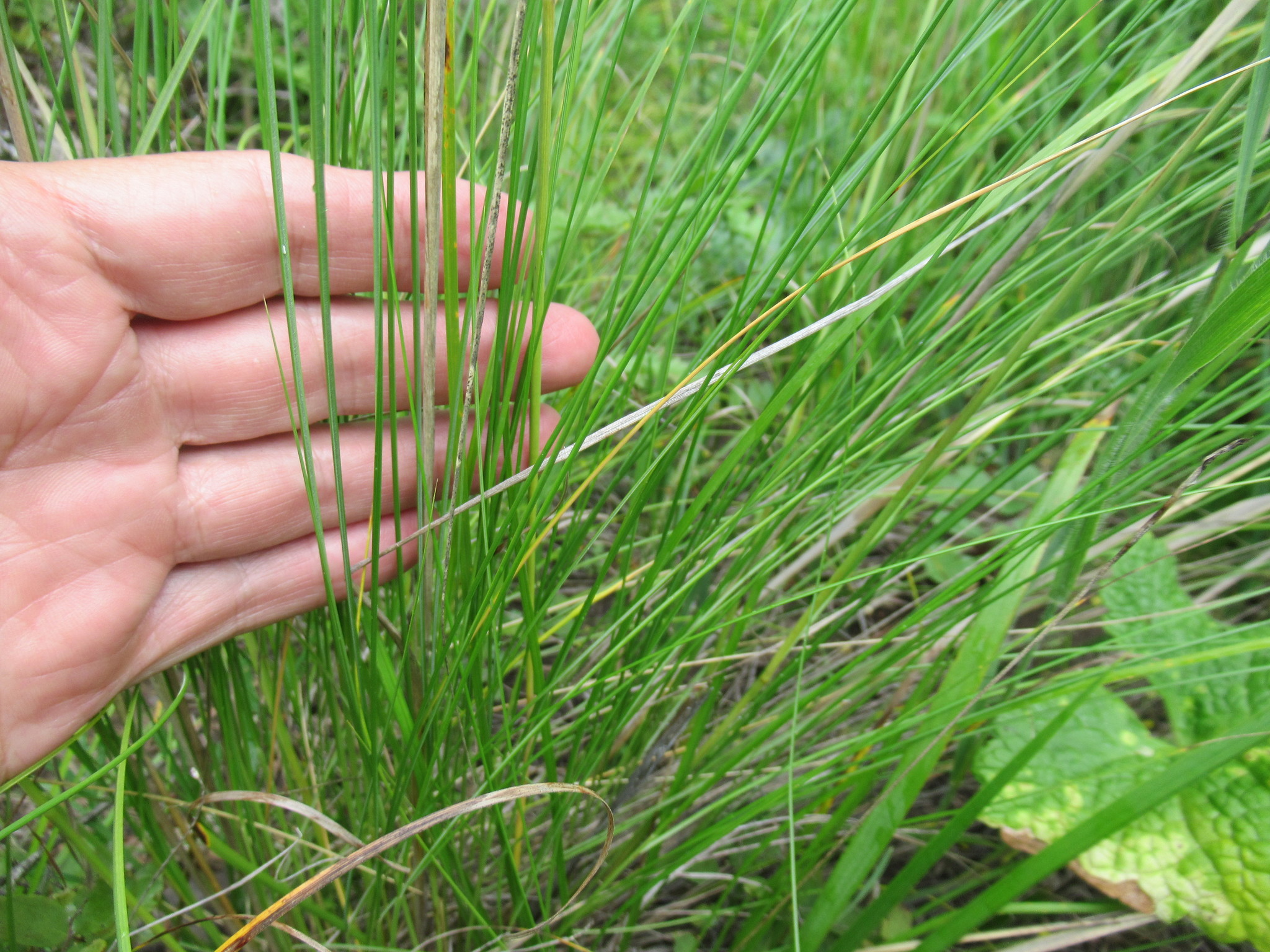 Stipa baicalensis Roshev.