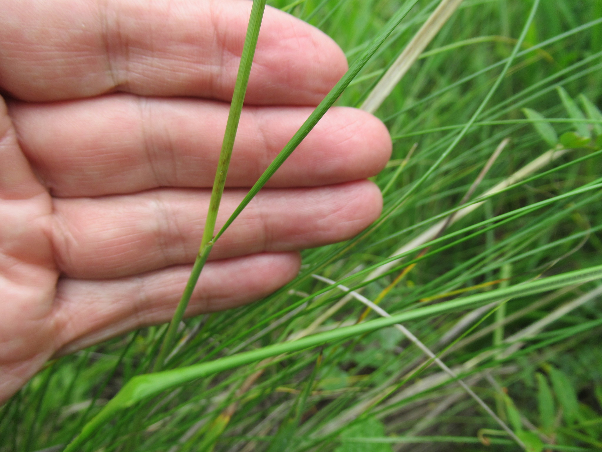 Stipa baicalensis Roshev.