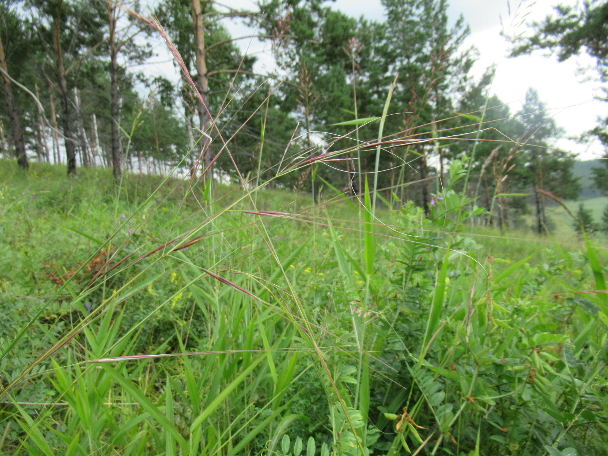 Stipa baicalensis Roshev.