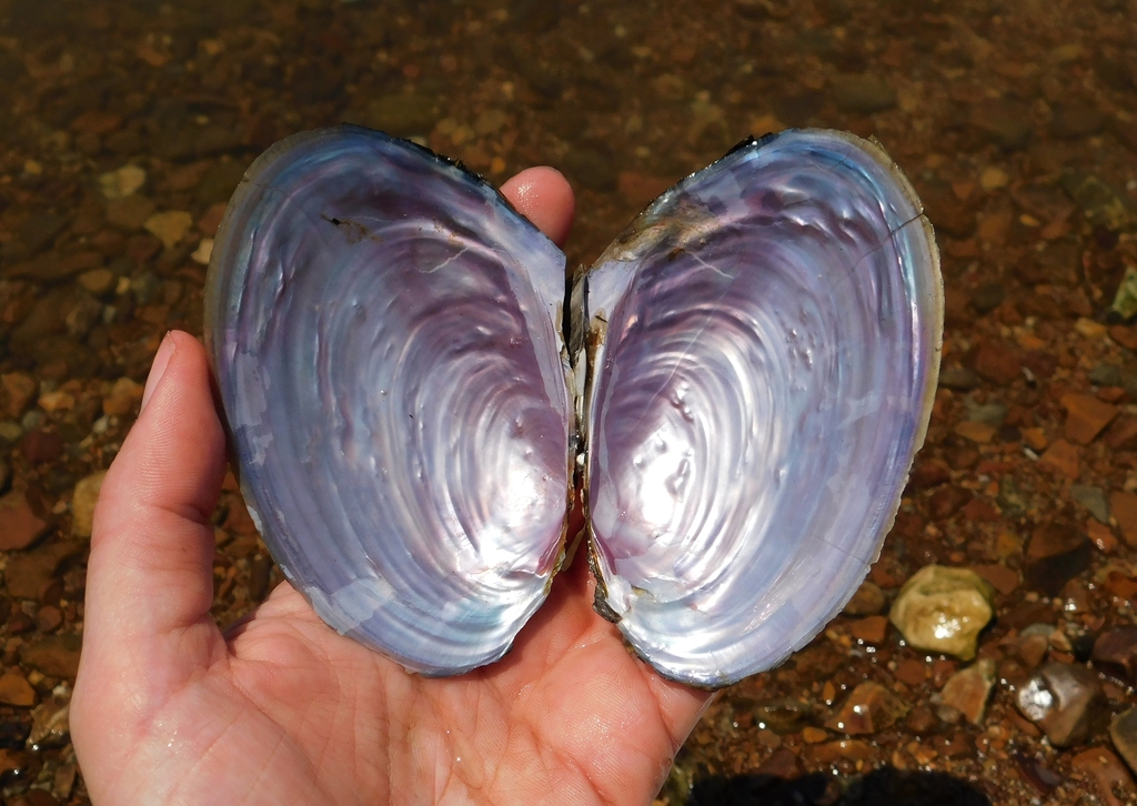 Potamilus from Humphreys County, TN, USA on August 5, 2021 at 12:45 PM ...