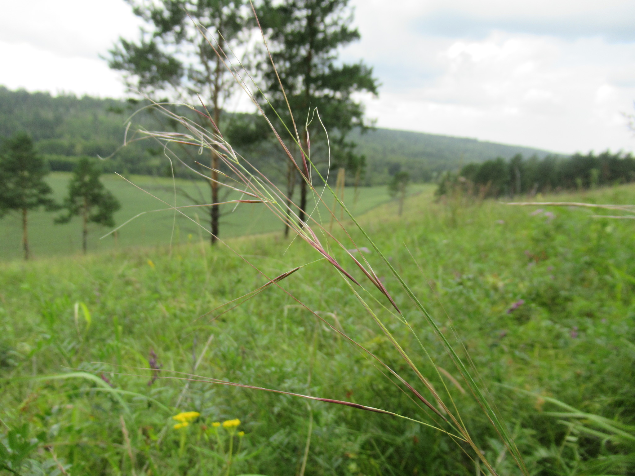 Stipa baicalensis Roshev.