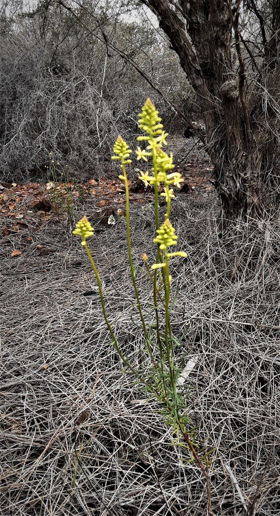 western stackhousia from Norseman WA 6443, Australia on July 17, 2021 ...