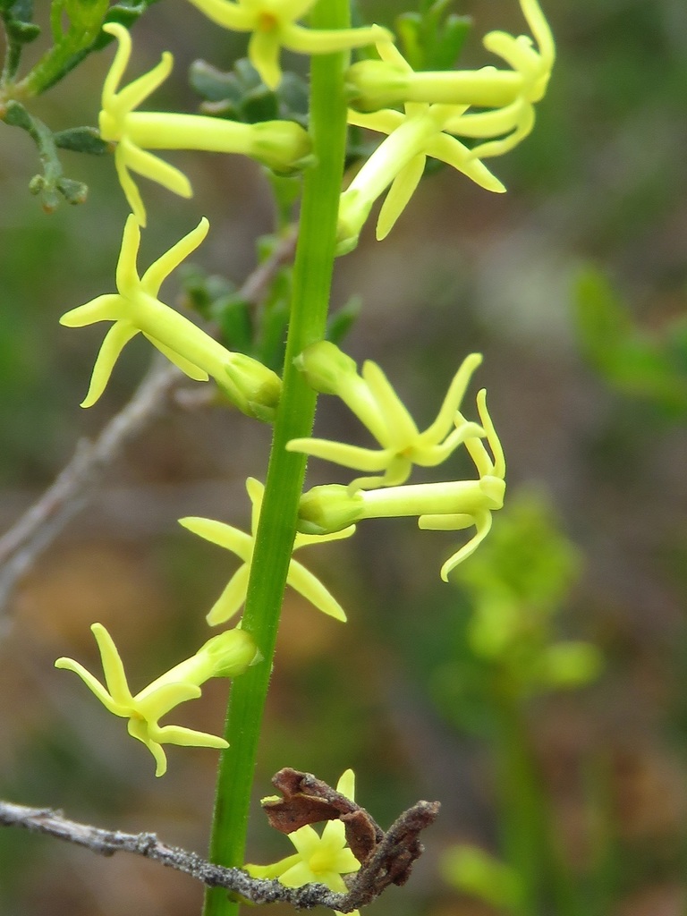 western stackhousia from Salmon Gums WA 6445, Australia on July 17 ...