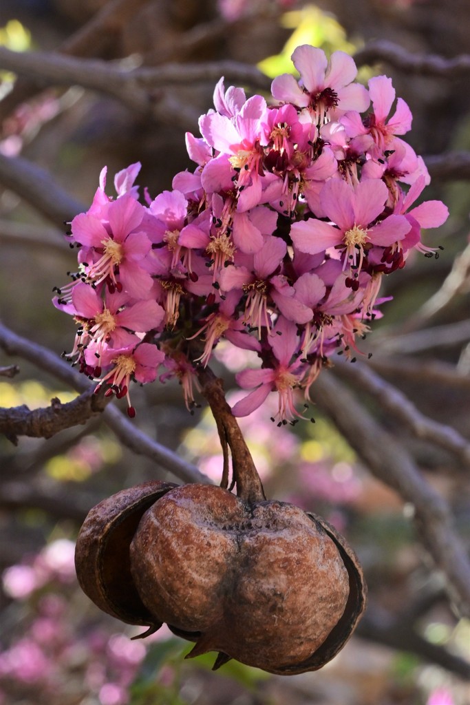 Mexican buckeye from Brewster County, TX, USA on March 17, 2021 at 05: ...