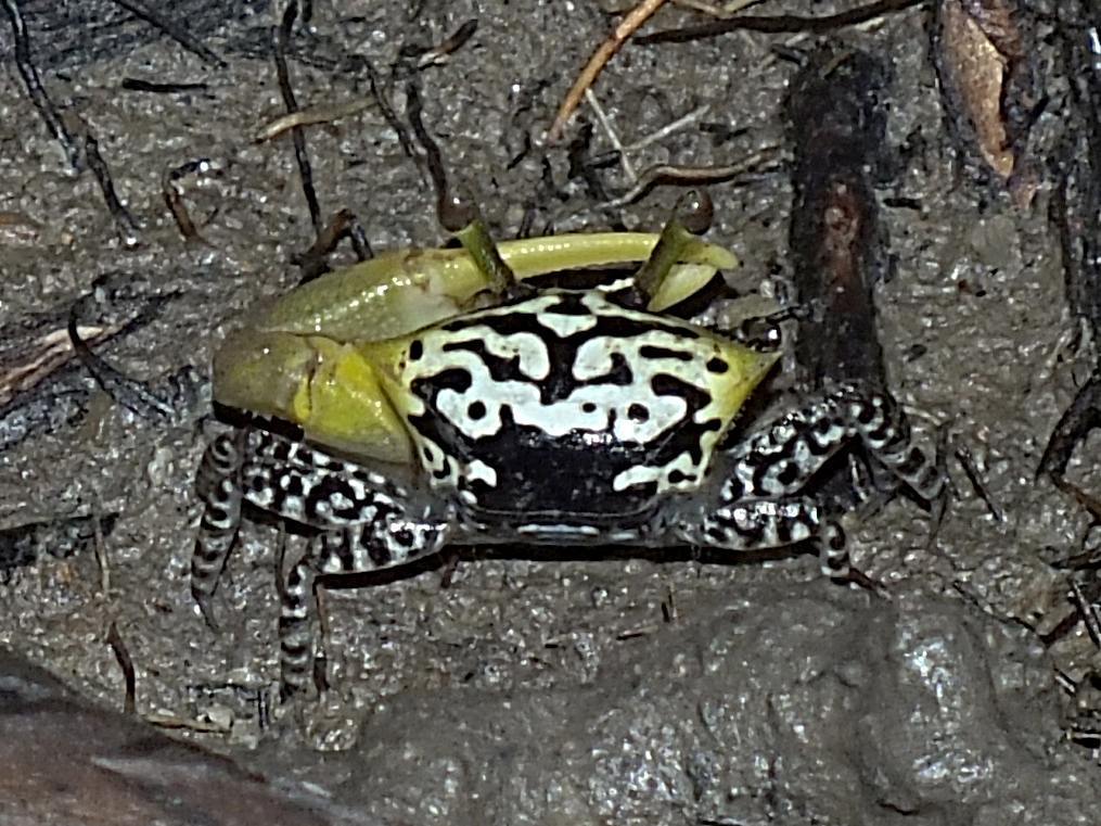 Triangular Fiddler Crab from Cairns QLD, Australia on April 3, 2015 at ...