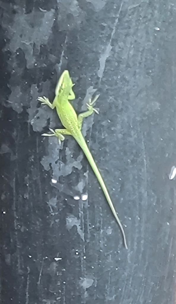 Green Anole from Baypoint Park, Sarasota, FL, USA on August 06, 2021 at ...