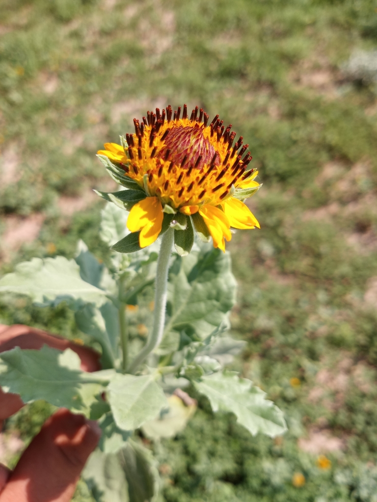Dwarf Crownbeard from Artesia, NM 88210, USA on August 03, 2021 at 03: ...