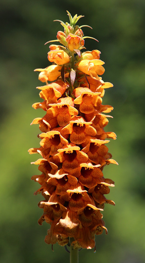 Madeirischer Fingerhut (Madeira Pflanzen Endemiten) · iNaturalist