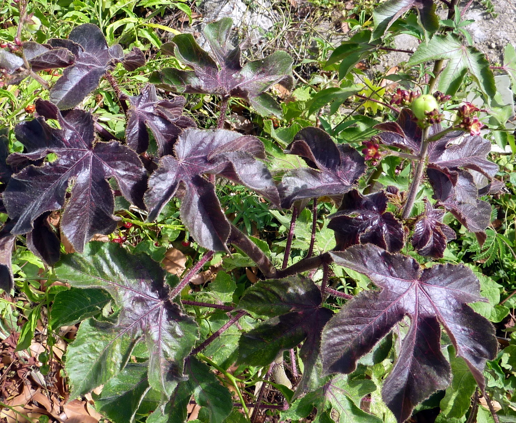 Bellyache Bush (Flora Singapore List J) · iNaturalist