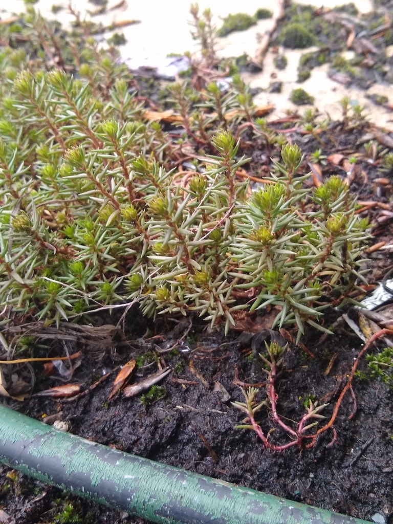 Reflexed Stonecrop from Manchester M1 7JA, UK on August 6, 2021 at 05: ...