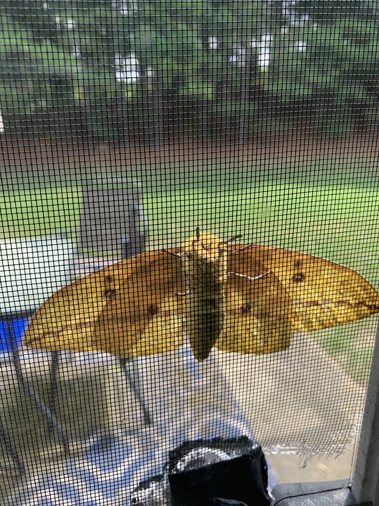 Imperial Moth from Arbroath Dr, Douglasville, GA, US on August 06, 2021 ...