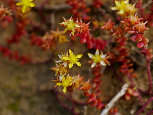 Photo 148982349, (c) Jacy Chen, some rights reserved (CC BY), uploaded ...