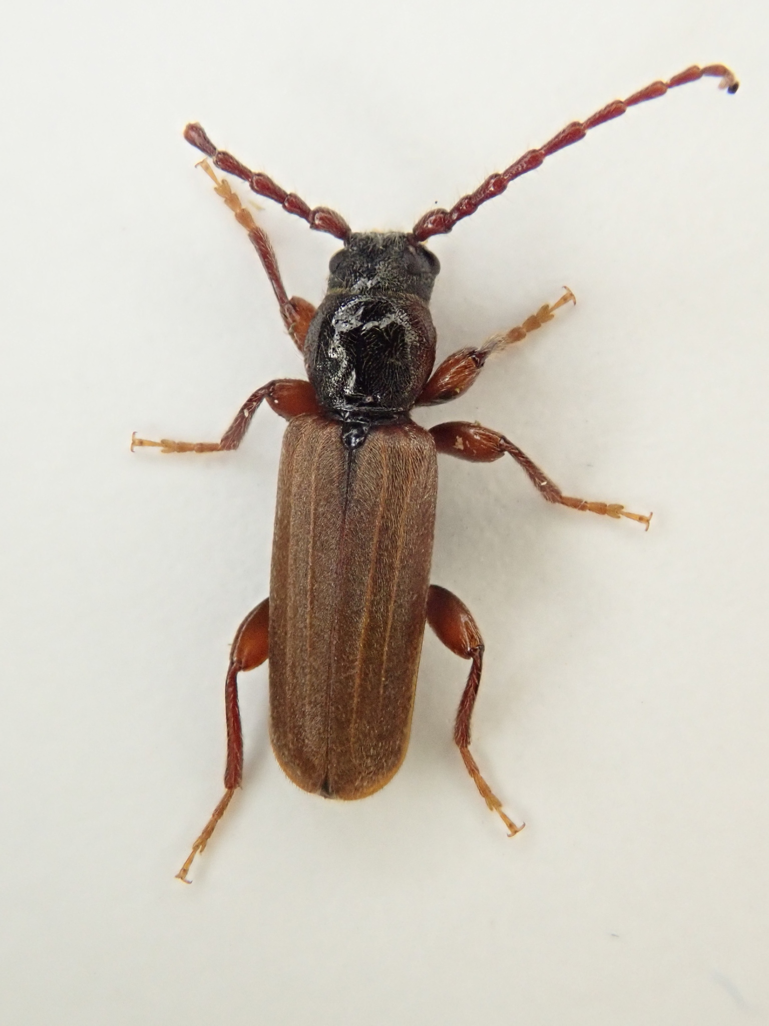 Tetropium cinnamopterum Kirby, 1837