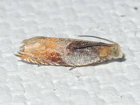 Two-toned Ancylis Moth in August 2021 by privatenoaccess · iNaturalist