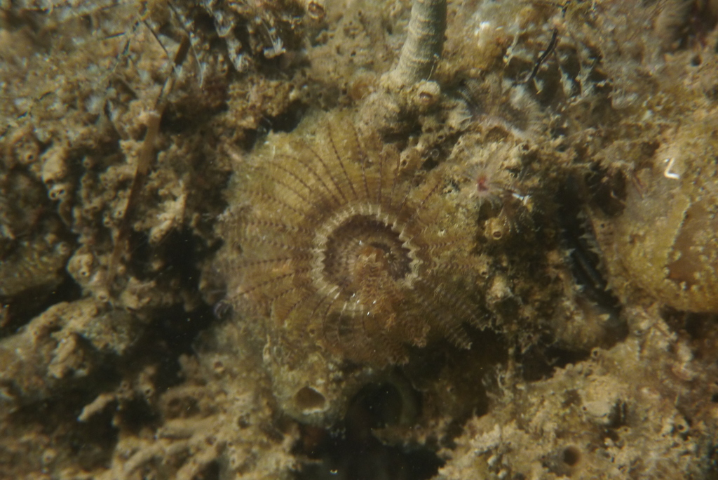 New Zealand Christmas Tree Worm (Polychaetes Worms of NZ) · iNaturalist