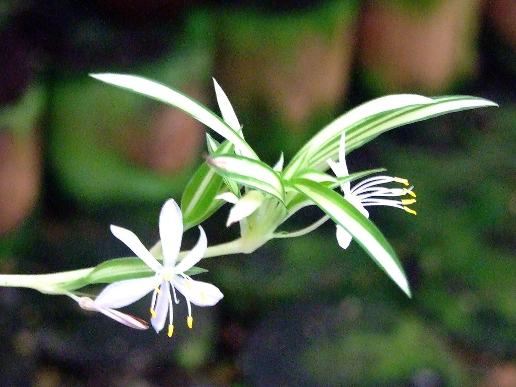 Chlorophytum Comosum Flowers Of India