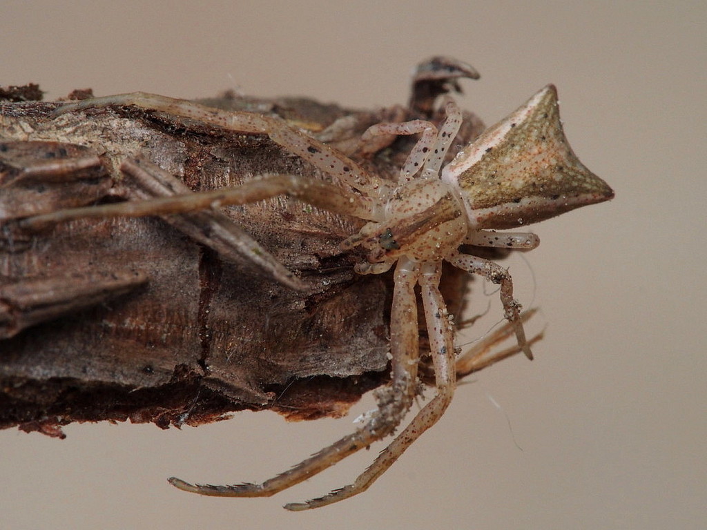 Trapezoid Crab Spider (Arachnids of Casey, VIC, AU) · iNaturalist