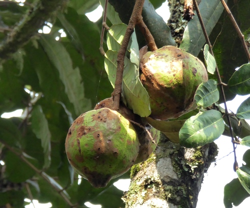 Carapa grandiflora · NaturaLista Colombia