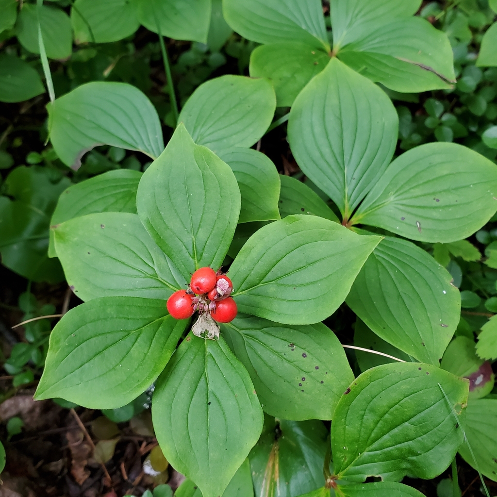 Canadian bunchberry from Ontario P0S, Canada on August 06, 2021 at 03: ...