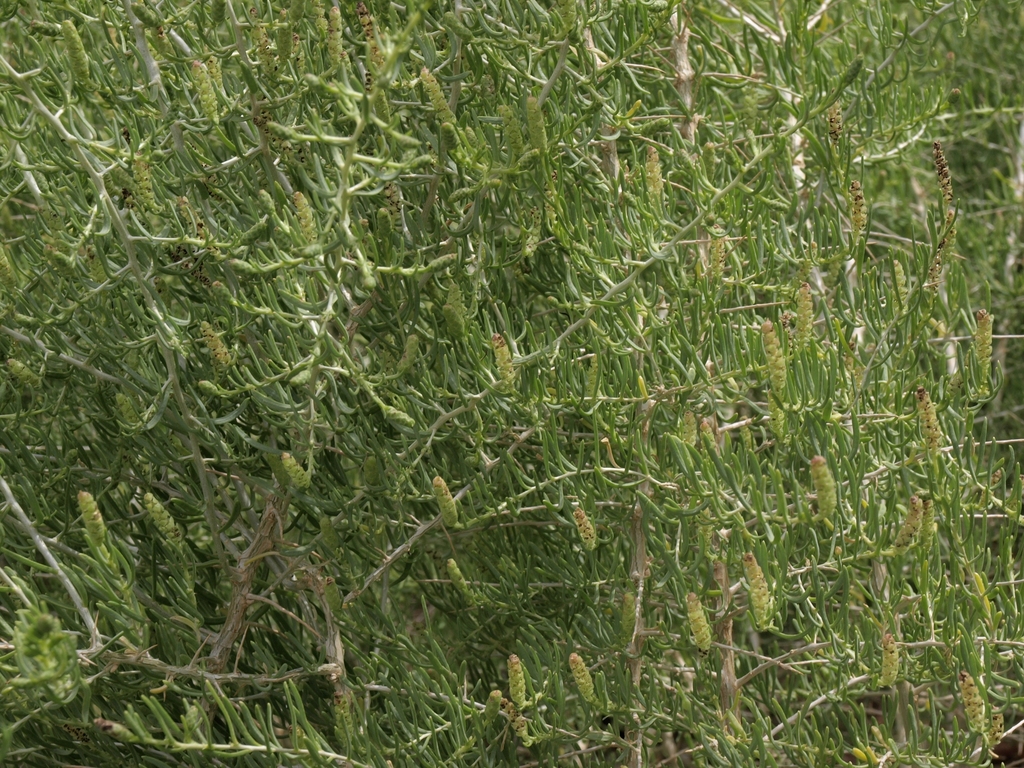 Greasewood (Sarcobatus vermiculatus) - Botanical Realm