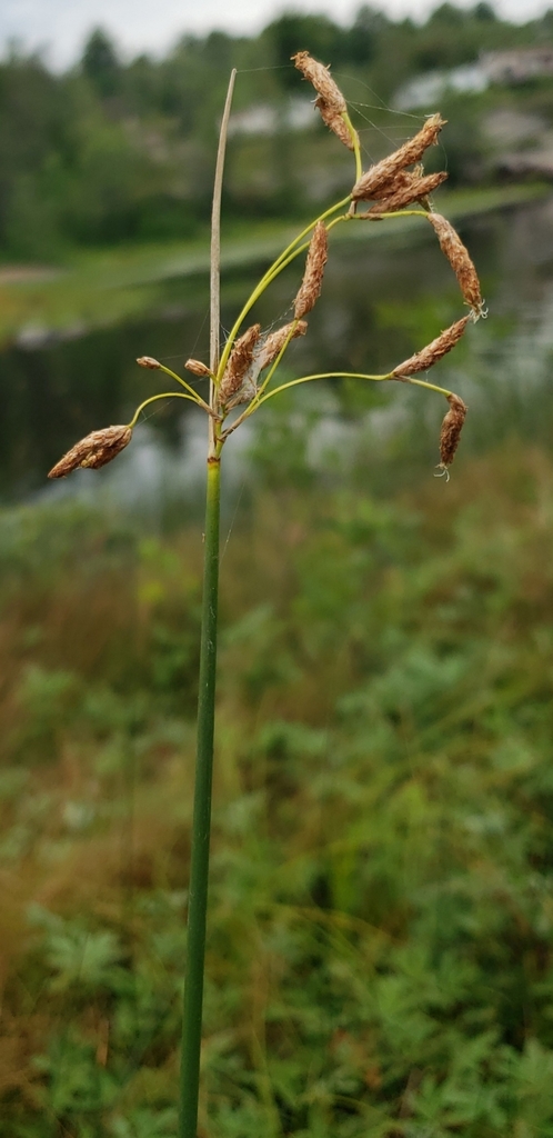 slender bulrush from French River, ON, Canada on August 6, 2021 at 02: ...