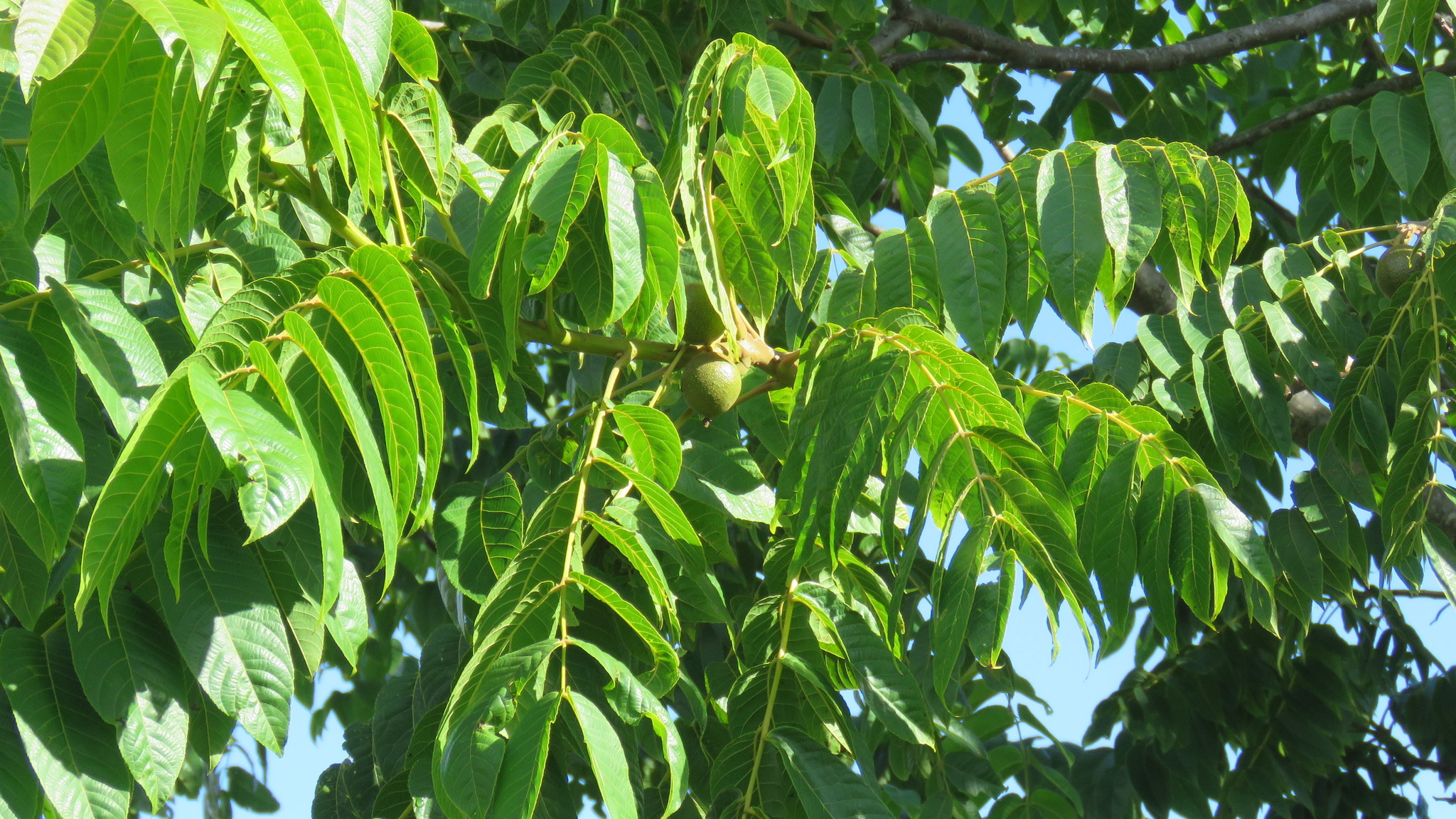 Juglans australis Griseb.