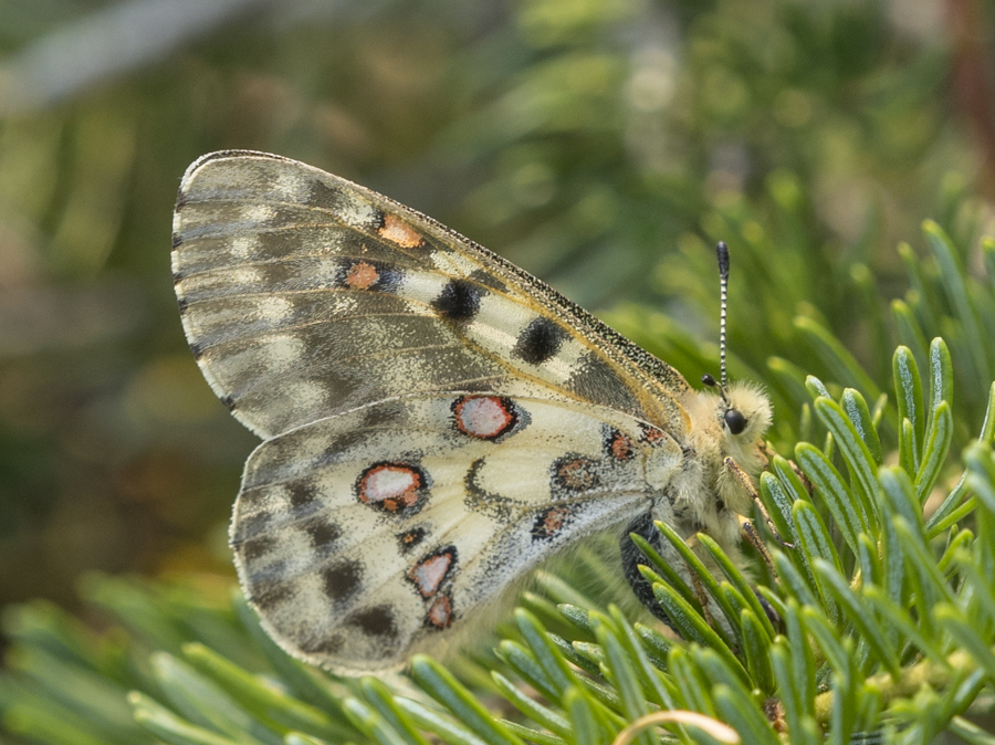 Rocky Mountain Parnassian from East Kootenay, BC, Canada on July 27 ...