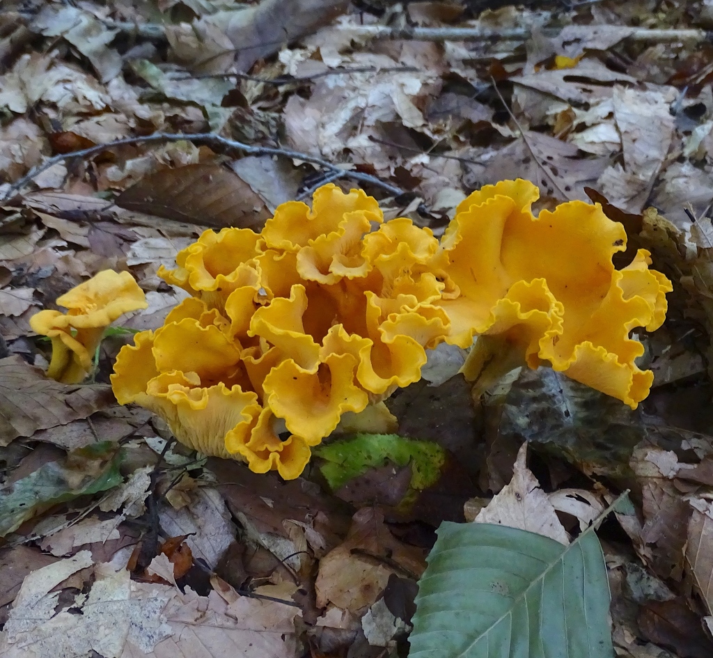 Cantharellus flavolateritius from Fayette County, IN, USA on July 31 ...