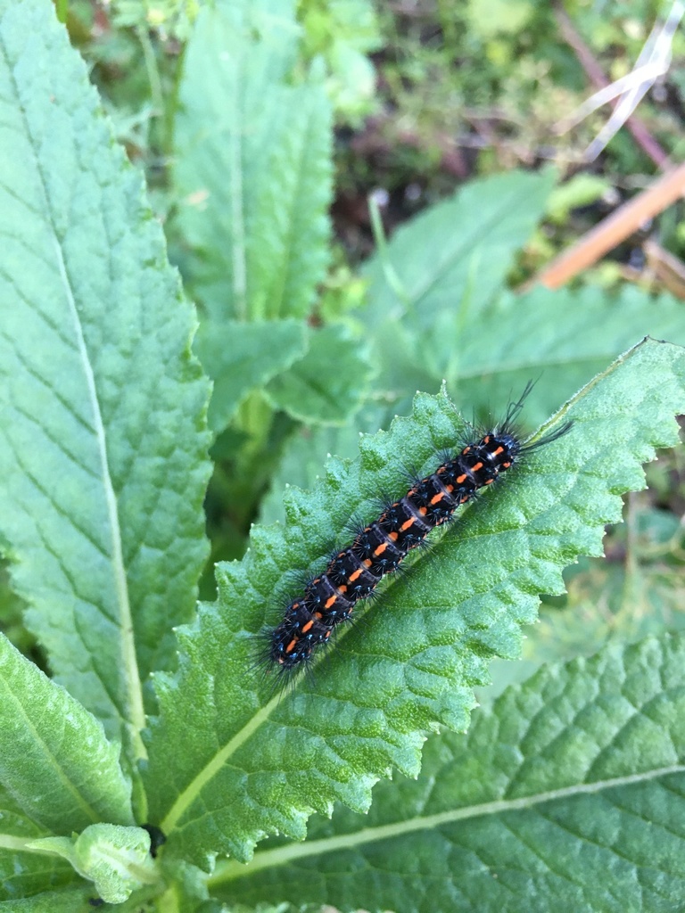 Australian magpie moth from Pulham Road, Warkworth, Auckland, NZ on ...