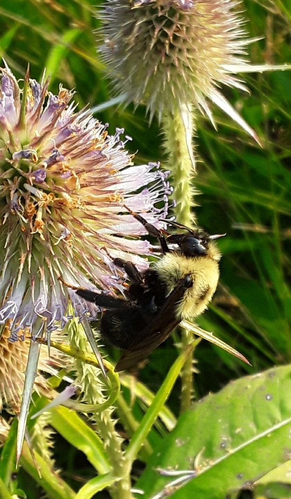 Lemon Cuckoo Bumble Bee from Indianapolis, Indiana 46278, États-Unis on ...