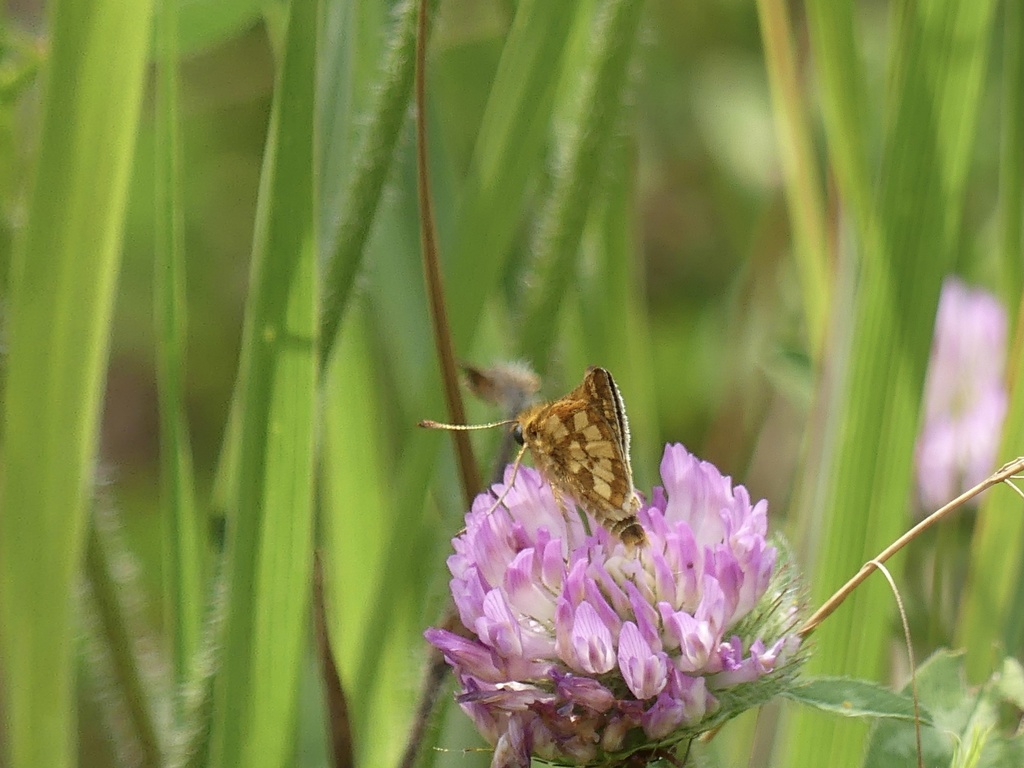 Peck's Skipper from Audubon Ave, Hilliard, OH, US on August 06, 2021 at ...