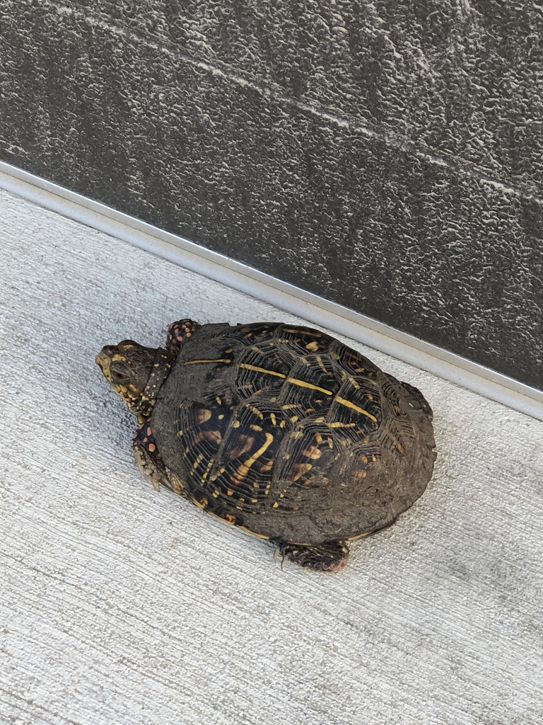 Ornate Box Turtle in August 2021 by samwilhelm · iNaturalist
