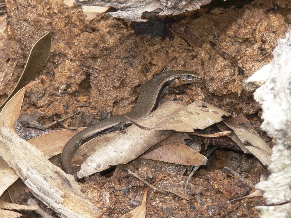 Red-throated Cool-skink from Dharawal Nature Reserve, NSW on August 29 ...