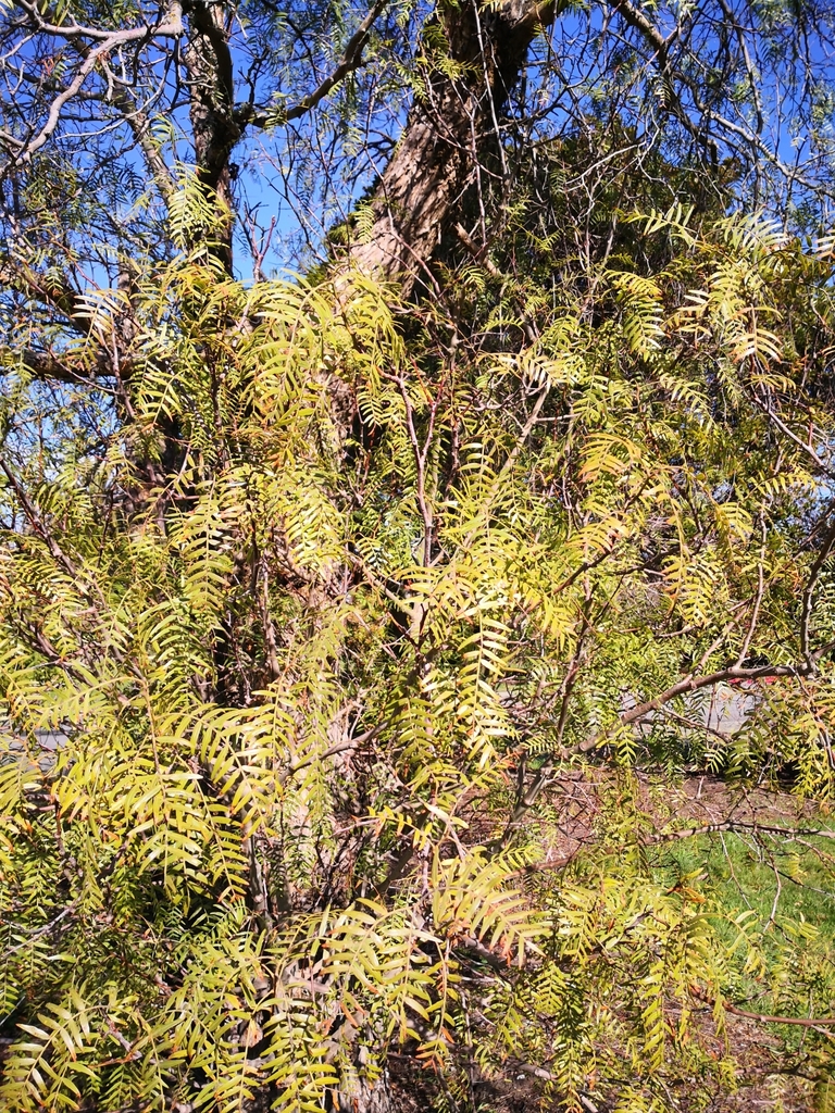 Peruvian Pepper Tree from Avonside, Christchurch 8061, New Zealand on ...