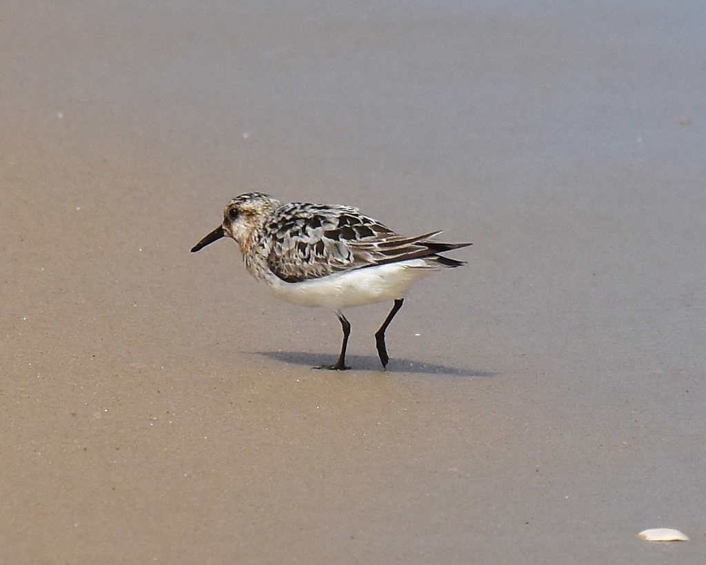 Sanderling from Assateague Island, United States on August 05, 2021 at ...