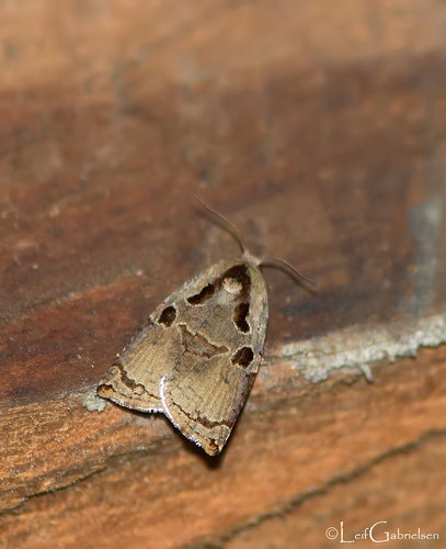 Homona salaconis · iNaturalist