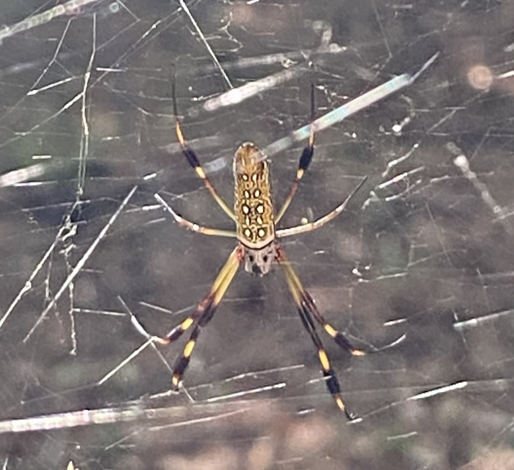 Golden Silk Spider from Spink-Collins Park, Atlanta, GA, US on August ...