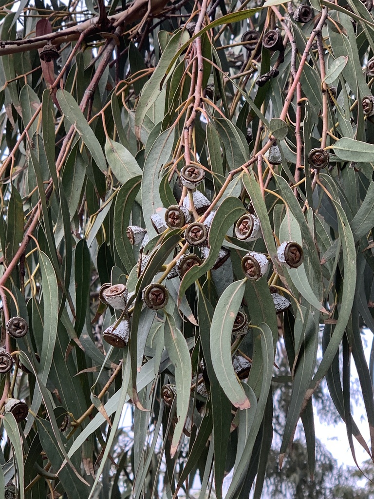 Tasmanian blue gum from O'Shanassy Street, North Melbourne, VIC, AU on ...
