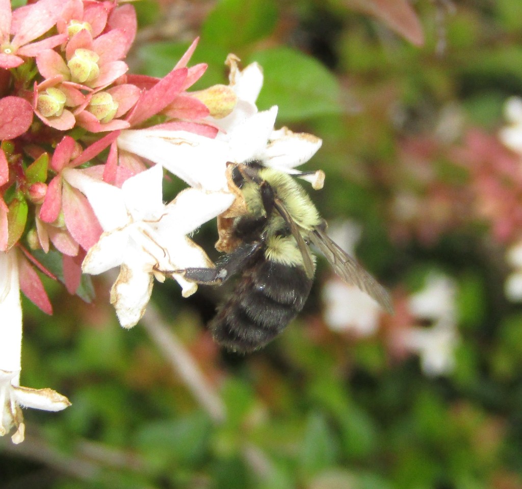 Common Eastern Bumble Bee from Rabun County, GA, USA on August 03, 2021 ...
