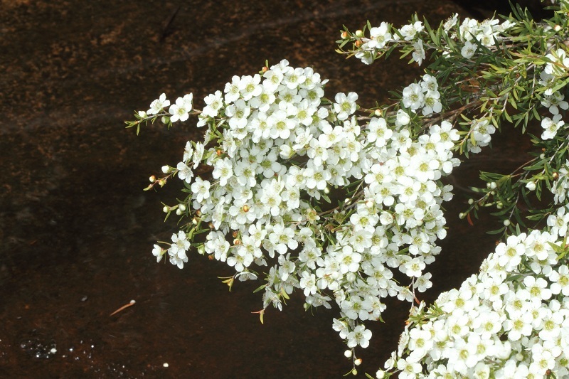 Tantoon from Dharawal Nature Reserve, NSW on December 13, 2013 by ...