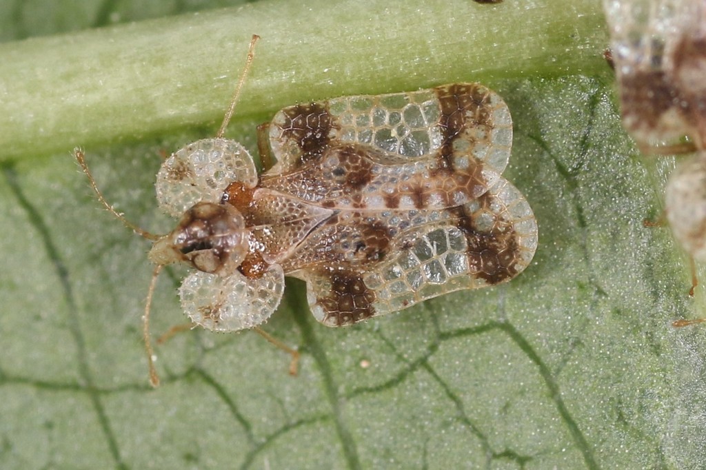 Lace Bugs from Spokane County, WA, USA on June 4, 2021 at 09:31 AM by ...